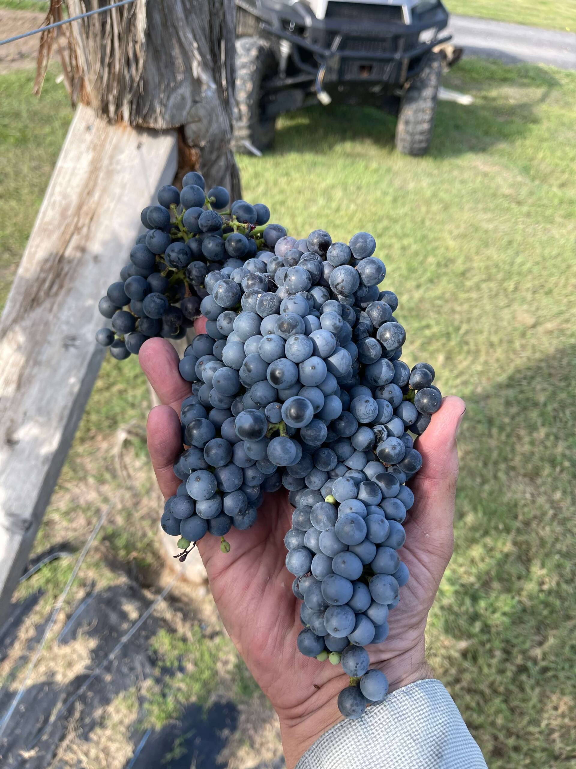 Our Latest Vineyard Additions! – Rubiano Vineyard